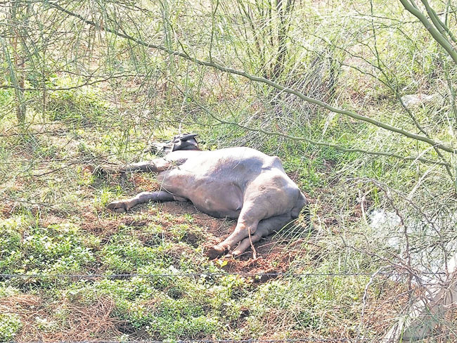 విద్యుదాఘాతంతో గేదె మృత్యువాత | Buffalo death by electric shock-NGTS ...