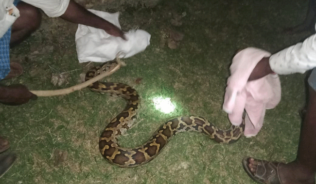 గొర్రెను మింగబోయిన కొండచిలువ | python devoured the sheep-NGTS-AndhraPradesh