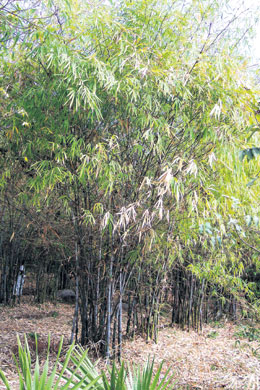 జిల్లాకు ‘వెదురు ప్రాజెక్టు’ | zillaku veduru project-NGTS-AndhraPradesh