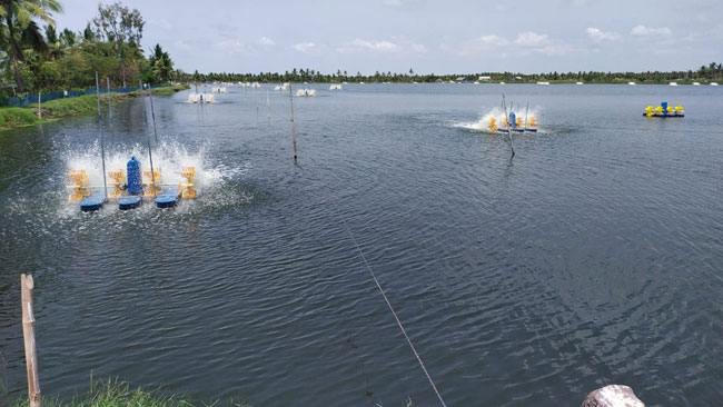 వరి సాగు.. కనుమరుగు! | paddy fields converting as fish tanks-NGTS ...