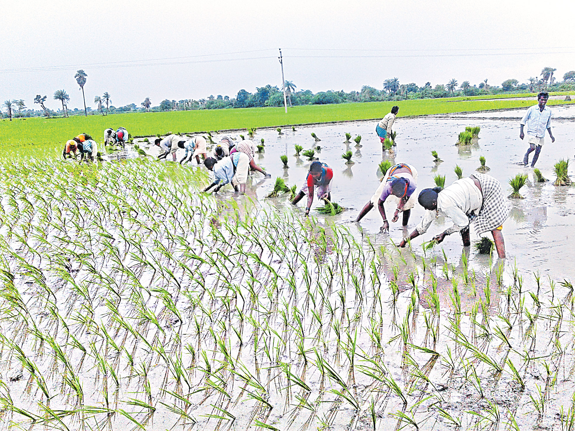 వరిసాగు ఉల్టా పల్టా! | vari sagu-NGTS-Telangana