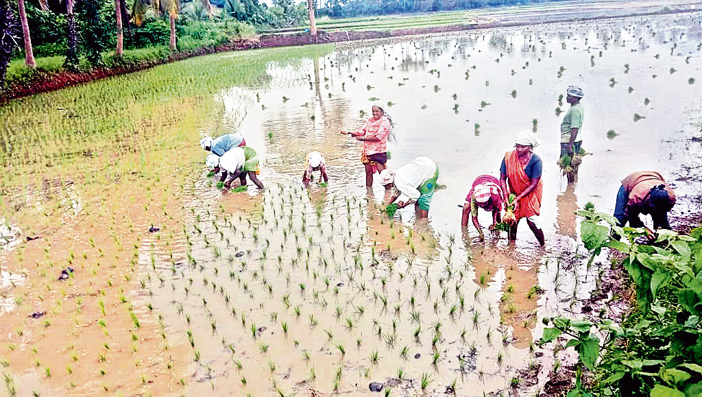 ఊపందుకున్న వరి నాట్లు | oopandukunna vari natlu-NGTS-AndhraPradesh
