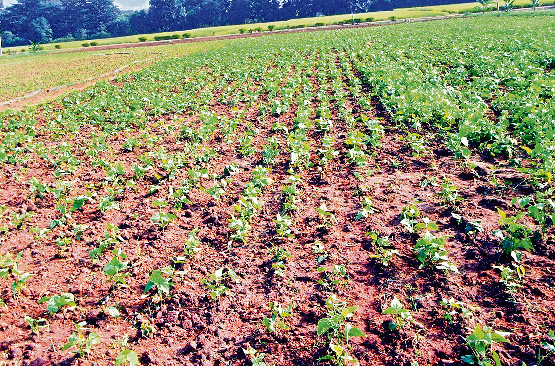 రాజ్‌మా సాగుకు ఇదే అదును | rajma-MRGS-AndhraPradesh