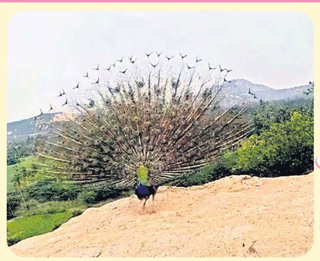 Peacock: పురివిప్పిన అందం | Peacock kampli hampli bengaluru karnataka ...