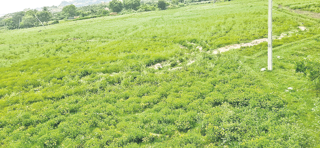 సాగు నిల్‌ | Cultivation nil-MRGS-AndhraPradesh