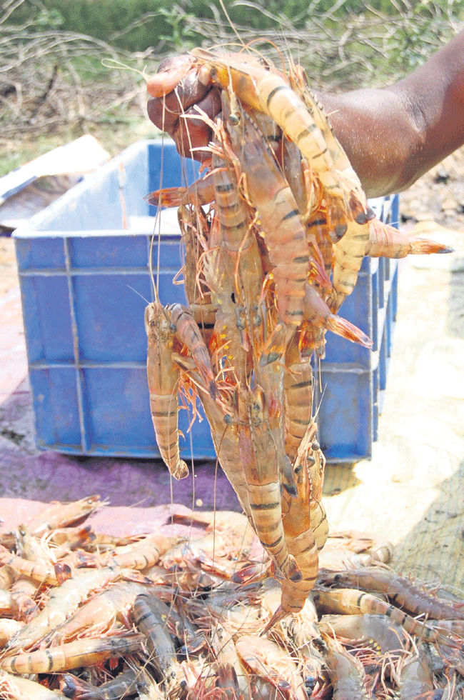 మీసం మెలేస్తున్న రొయ్య | Mustache shrimp-MRGS-AndhraPradesh