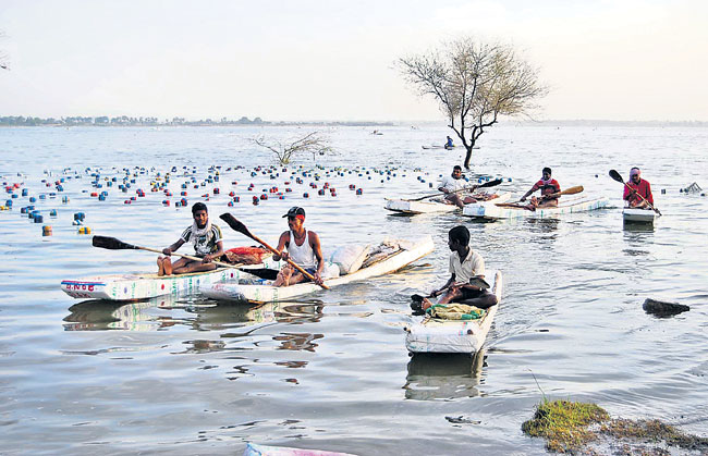 ‘పాలేరు’ రొయ్య లేనట్టేనా? | Is there no Paleru shrimp-NGTS-Telangana
