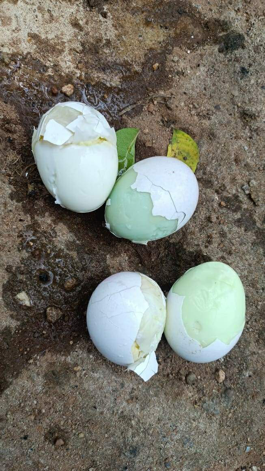 పాఠశాలలకు పాడైన కోడిగుడ్లు సరఫరా | Supply of spoiled eggs to schools ...