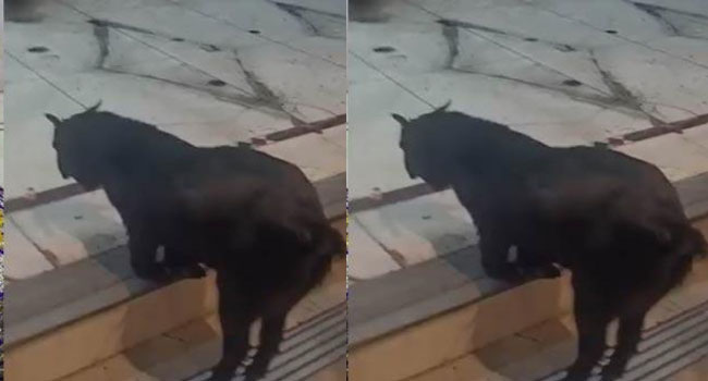 Viral Video: శివుడి ముందు మోకరిల్లిన మేక.. మోకాళ్ల మీద కూర్చుని ...