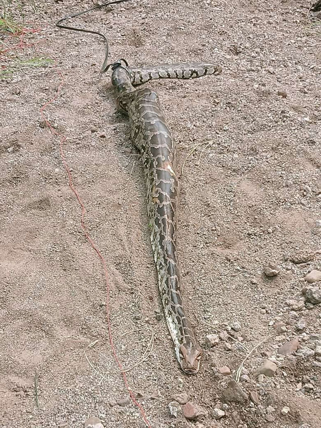 కోతిని మింగిన కొండచిలువ | A python swallowed a monkey-MRGS-Telangana