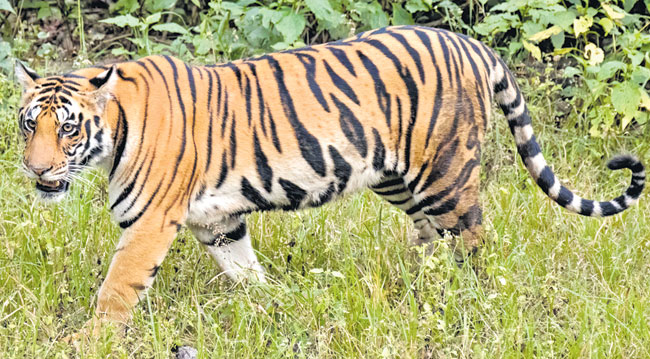 టైగర్‌ జోన్‌ గ్రామాలు ఖాళీ? | Tiger zone villages empty-NGTS-Telangana