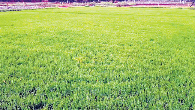 ధాన్యం డబ్బులిప్పించండి మహాప్రభో! | Farmers urging for payment of paddy