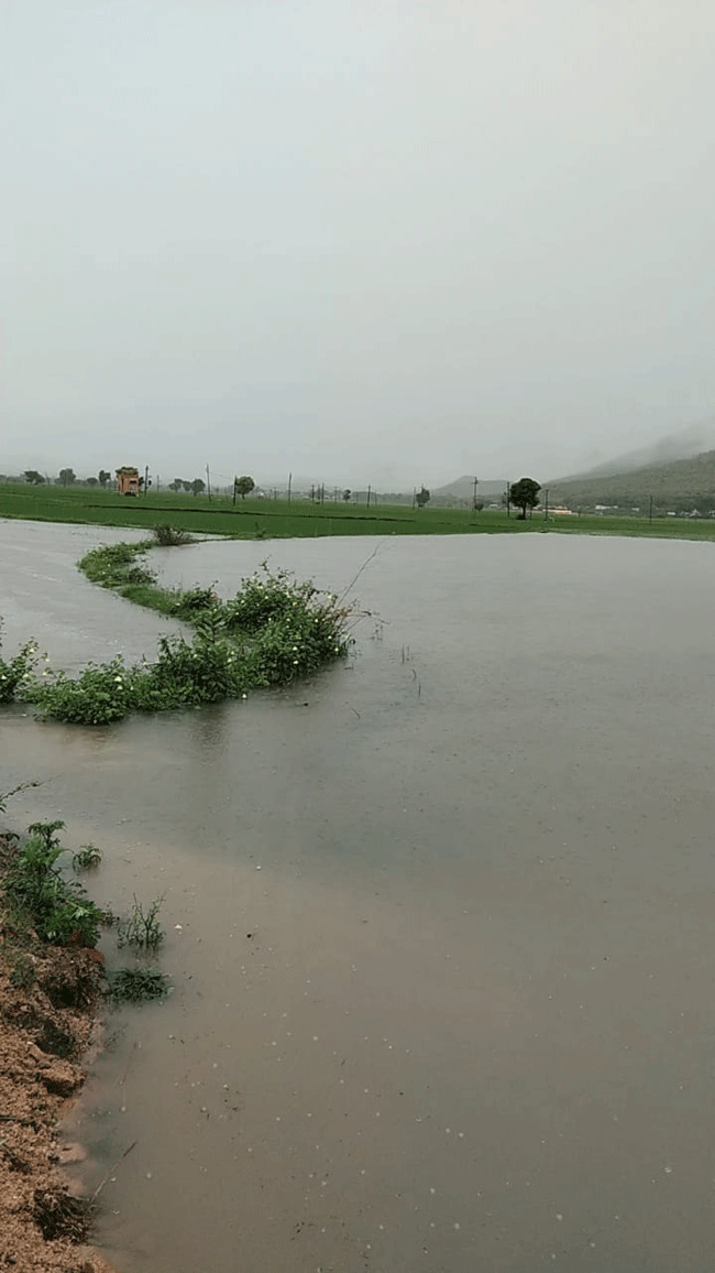 నీట మునిగిన వరి పంట | Submerged rice crop