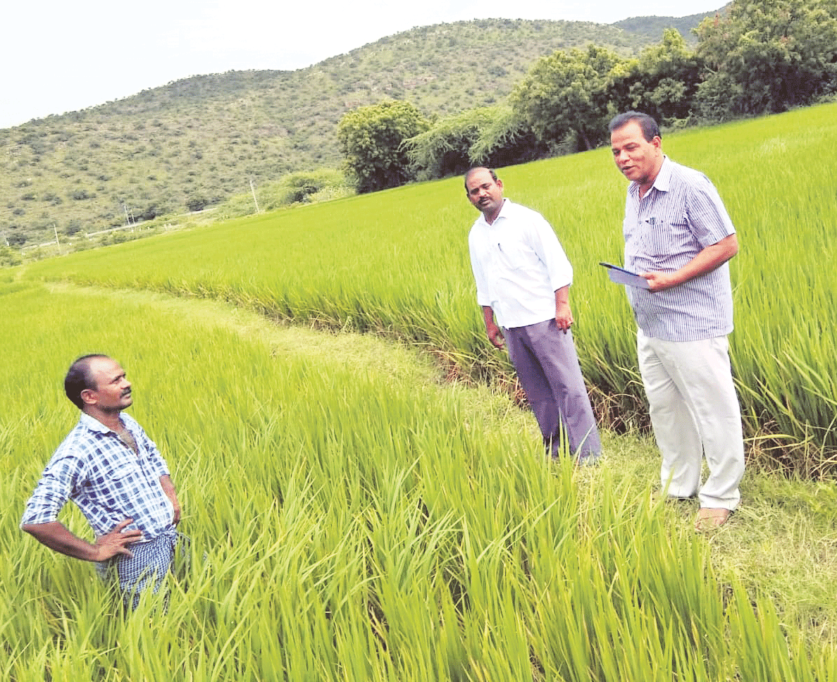 వరి పంట పరిశీలన | Vari panta Pariseelana-MRGS-AndhraPradesh