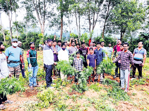 సాగర పంచాయతీలో గంజాయి తోటలు ధ్వంసం | ganjayi plantation destroyed by ...