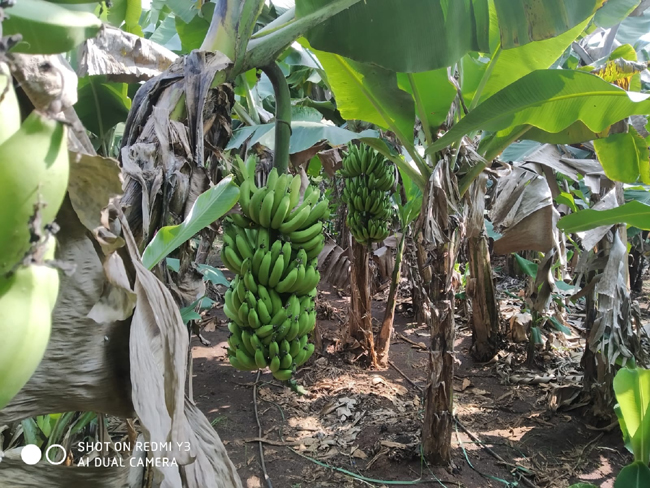 అరటి గోల | Banana Sphere-MRGS-AndhraPradesh