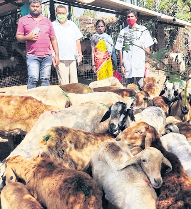 దళితబంధు నిధులతో లబ్ధిదారులకు గొర్రెల పంపిణీ | Distribution of sheep to ...