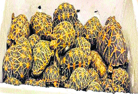 నక్షత్ర తాబేళ్ల స్వాధీనం | star tortoic chennai tamilnadu state-MRGS ...