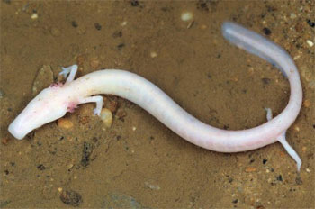 తోడు అవసరమైనప్పుడు మాత్రమే ఇవి కదులుతాయి.. అదీ 12 ఏళ్లకు ఒకసారి ...