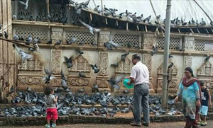 కపోతాలతో జర జాగ్రత్త ! | beware of pigeon