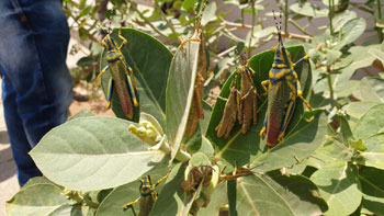 మిడతల దండుకు సరిహద్దుల్లోనే కళ్లెం! | midatha telangana stop