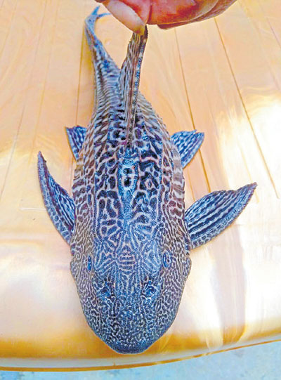 పెద్దగెడ్డ రిజర్వాయర్‌లో వింత చేప | STRANGE FISH IN PEDDA GADDA RESERVOIR