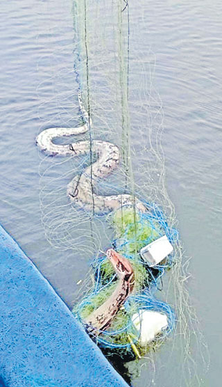 చేపల వలలో భారీ కొండచిలువ | Fishing net Python