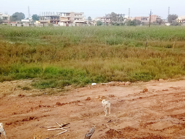 చెరువు శిఖం భూములు కబ్జా | pond shikam lands occupied