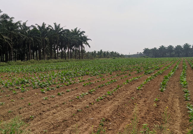 పునరావాస కాలనీలో కోడె నాగు | west godavari aakramana