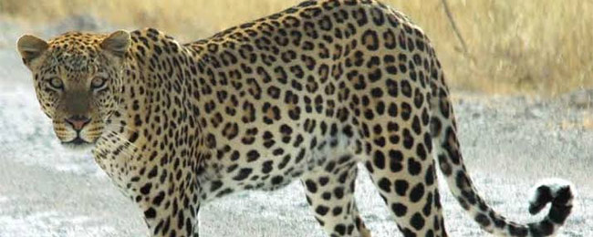 మల్కాపూర్‌లో చిరుత కలకలం | sirisilla