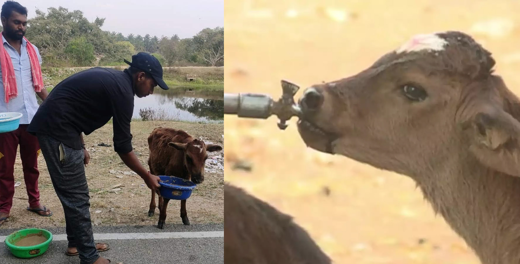 కర్ణాటకలో గోవధ నిషేధ చట్టంతో ఇబ్బందులు.. మగ దూడలను అడవుల్లో వదిలేస్తూ ...