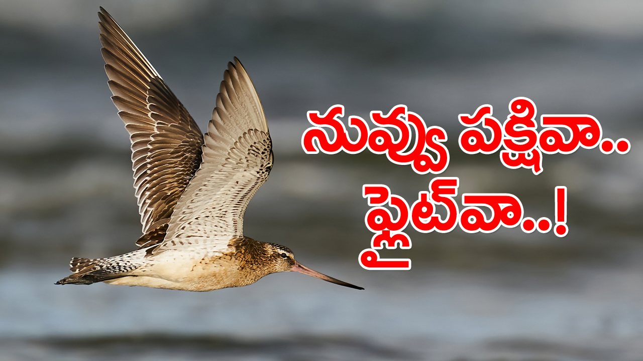 Bar-Tailed Godwit: నువ్వు పక్షివా.. ఫ్లైట్‌వా.. నాన్-స్టాప్‌గా అన్ని ...