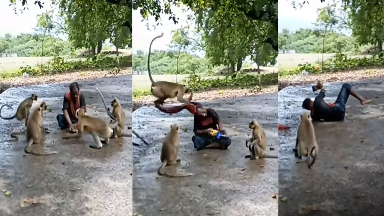 Viral Video: చిప్స్ ప్యాకెట్ ఇవ్వడానికి నిరాకరించిన వ్యక్తి.. కోతి ఏం ...