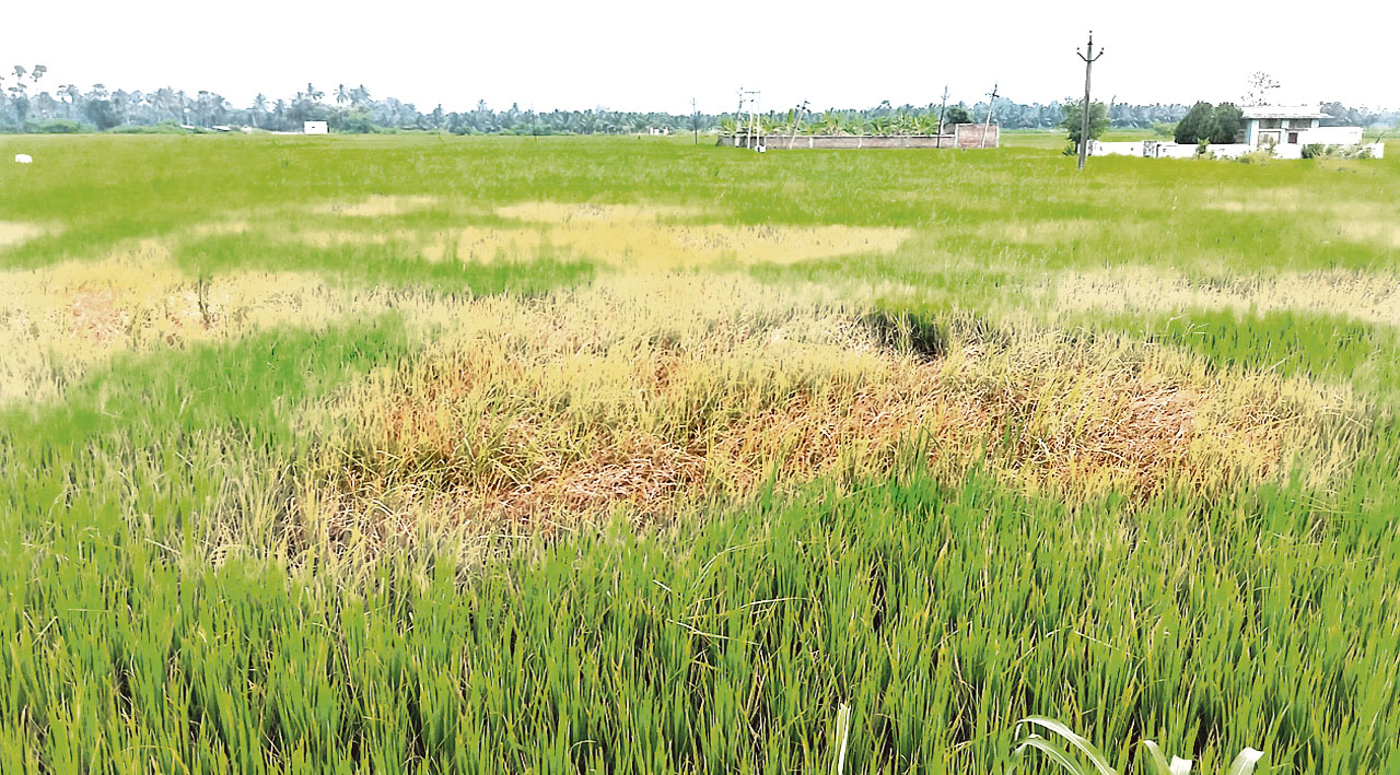 వరిపై తెగుళ్ల దాడి | Pest attack on rice