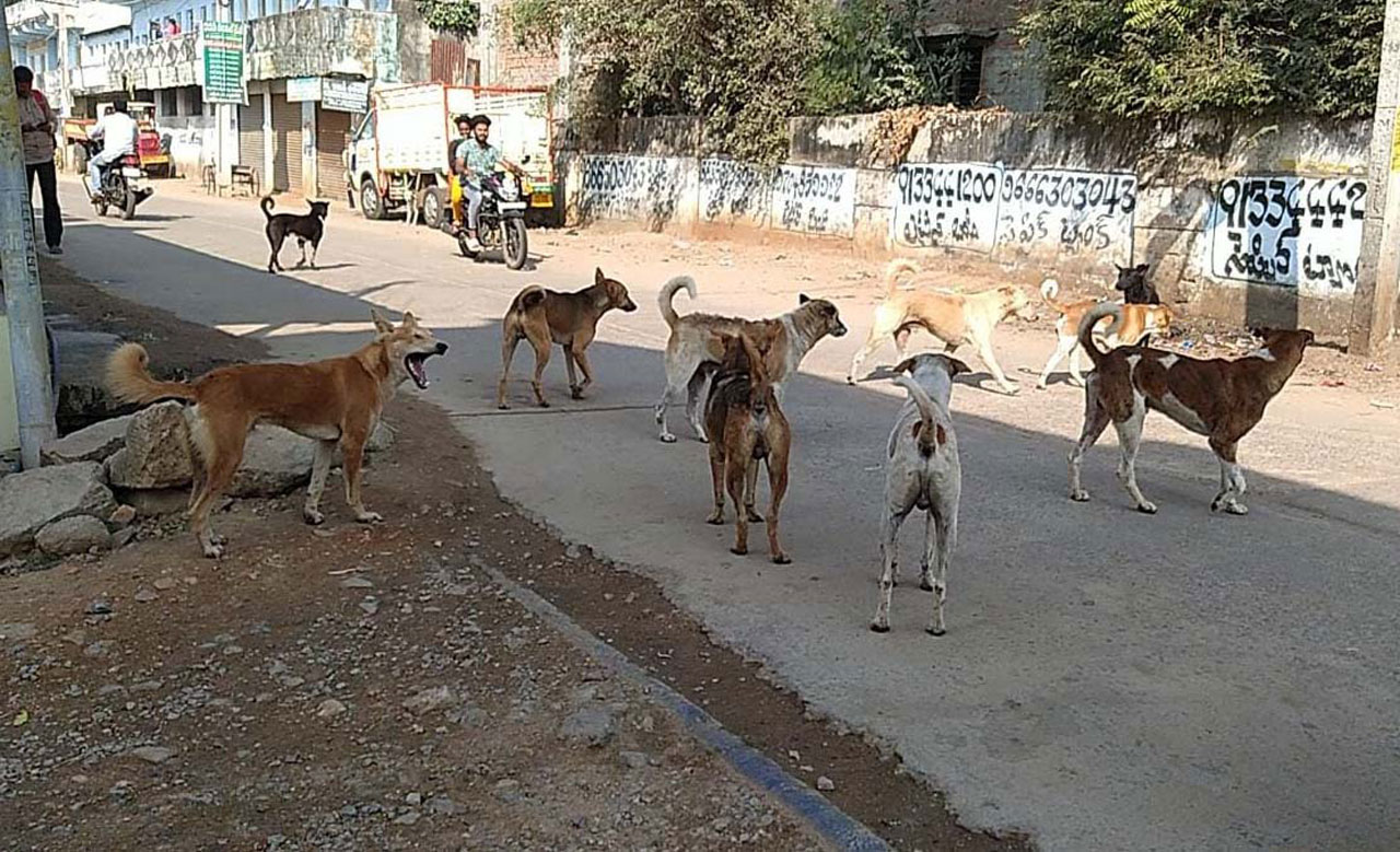 జోగిపేట పట్టణంలో వీధి కుక్కల స్వైర విహారం | Stray dogs in Jogipet town