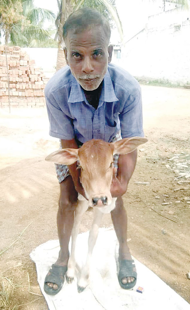 రెండు కాళ్ల ఆవు దూడ జననం | Birth of a two-legged cow calf