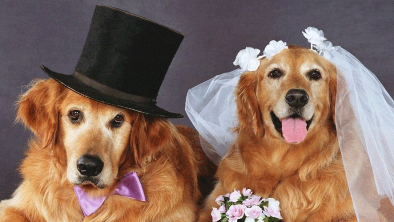 Dog Wedding : సంప్రదాయబద్ధంగా పెంపుడు కుక్కల పెళ్లి | Dog Wedding In ...
