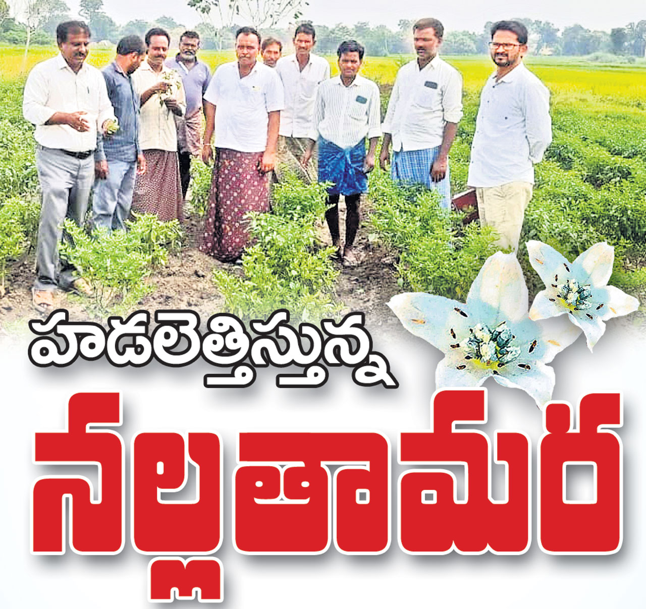 హడలెత్తిస్తున్న నల్లతామర | MHBD Mirchi Disease Nallathamara