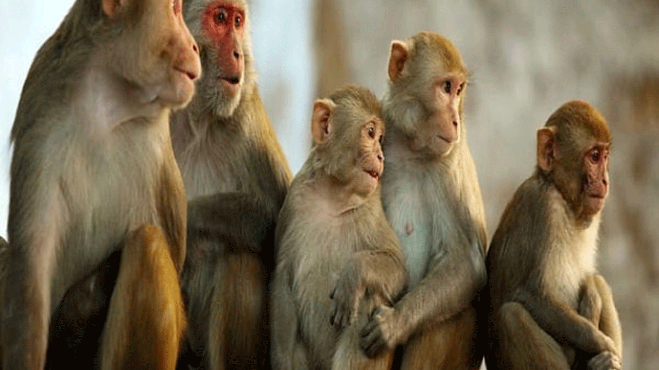 Kanpur: కాన్పూర్‌లో కోతి చేష్టలు | Monkeys break PNG line in Kanpur ...