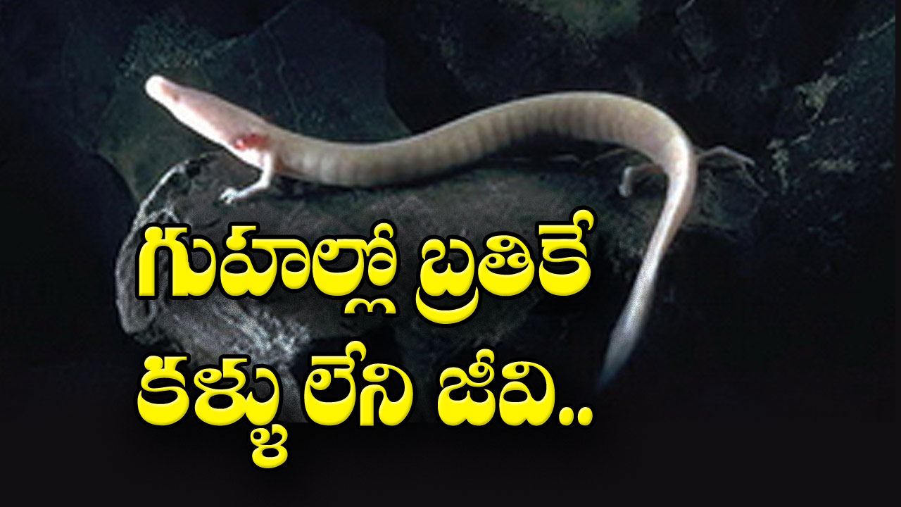 The Olm: కళ్ళు లేవు..కానీ ఈ జీవి 50 ఏళ్లు బతికేస్తుందట.. | but this ...
