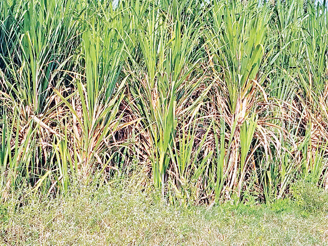 చెరుకు కోతలు షురూ..! | Sugarcane cutting has started..!