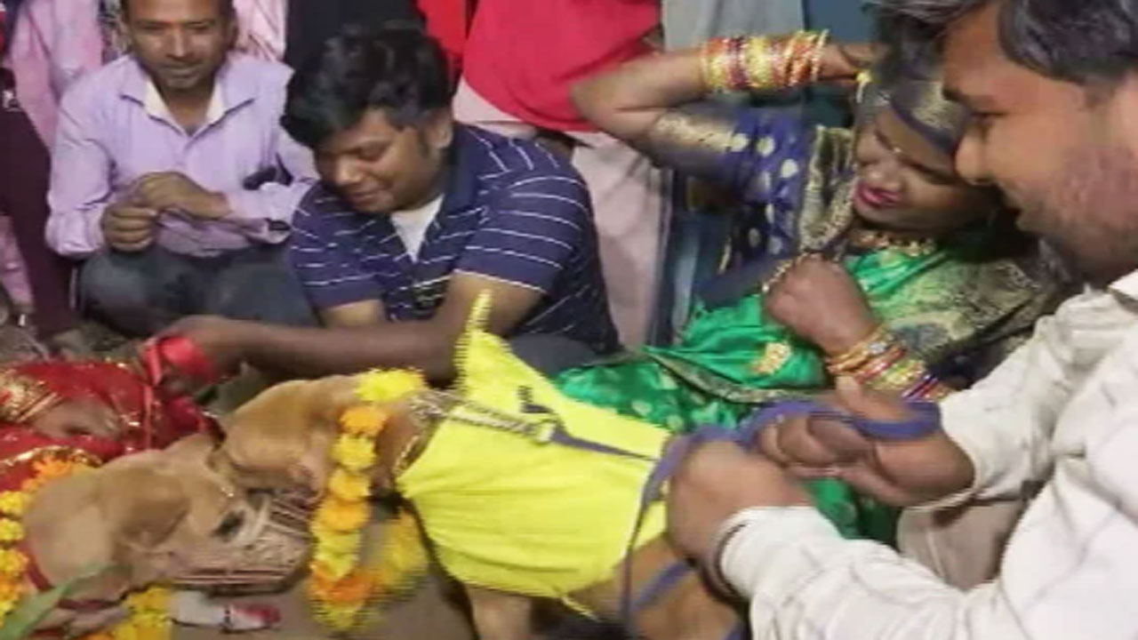 Dog Wedding: ఘనంగా కుక్కకు పెళ్లి చేసిన దంపతులు.. వరుడు ఎవరో తెలుసా ...