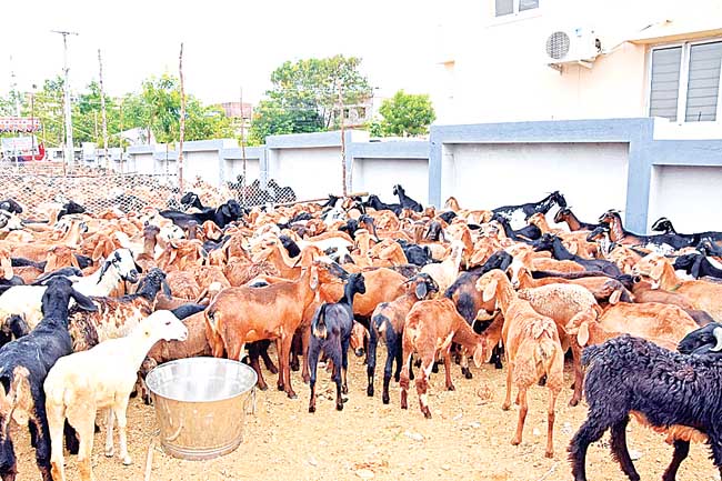 నాణ్యతలేని గొర్రెలు | Poor quality sheep