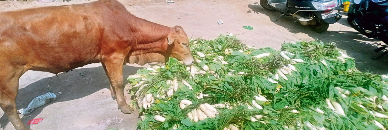 ముల్లంగి ధర ఢమాల్‌ | Radish price is matash