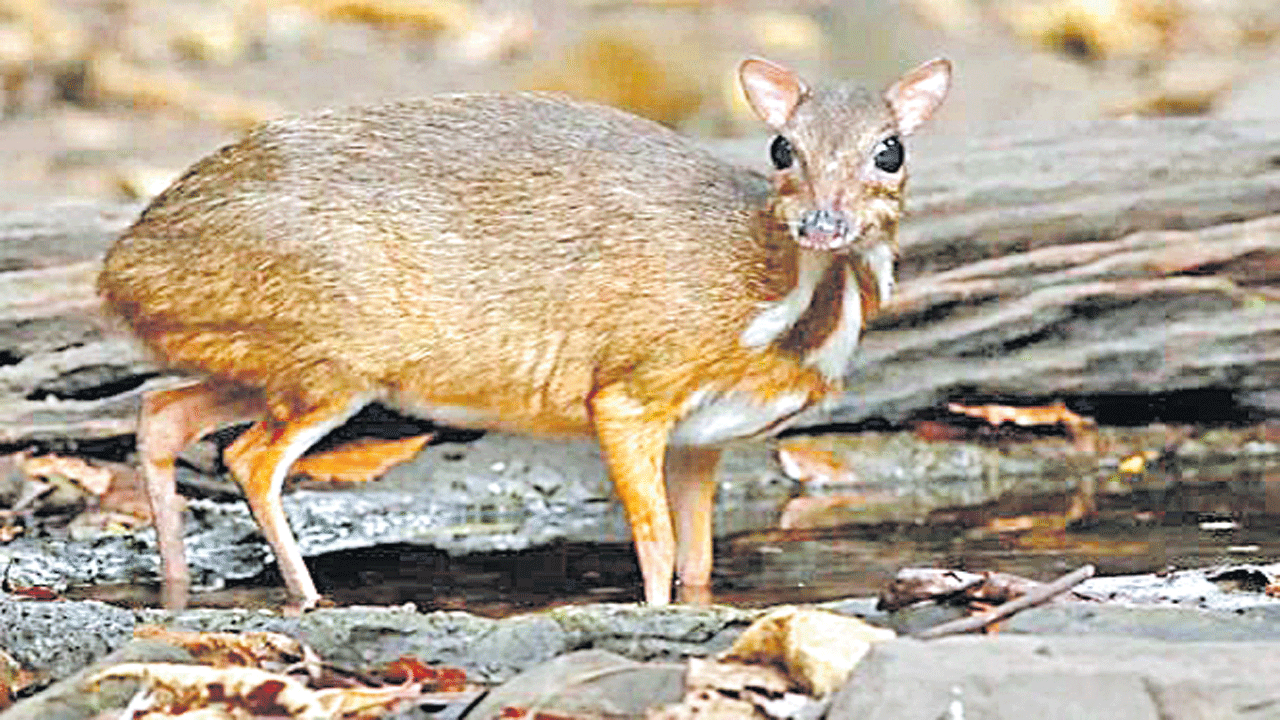 Mousedeer : బుల్లిజింకలు భళా | Bullies are fine Mousedeer