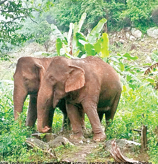 ‘గజగజ’లాడించాయ్‌ | Distress of elephants in Billamada