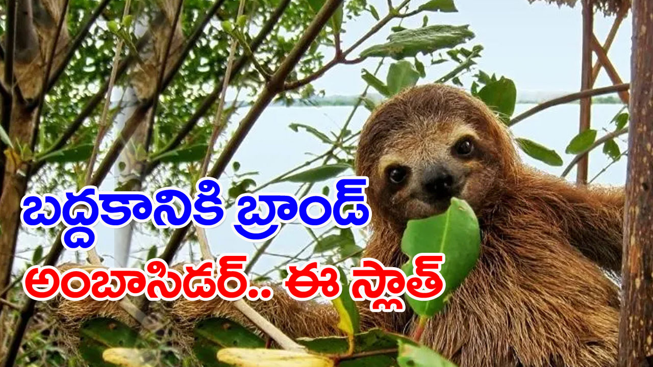 About Sloths: ఈ సోమరిపోతులు రంగుల్ని చూడలేవు. | These sloths can't see ...