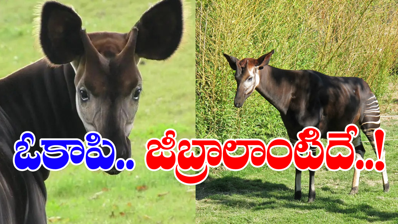 Okapis: ఓకాపి నాలుక ఎంత పొడవుంటుందో తెలుసా..! | Do you know how long an ...