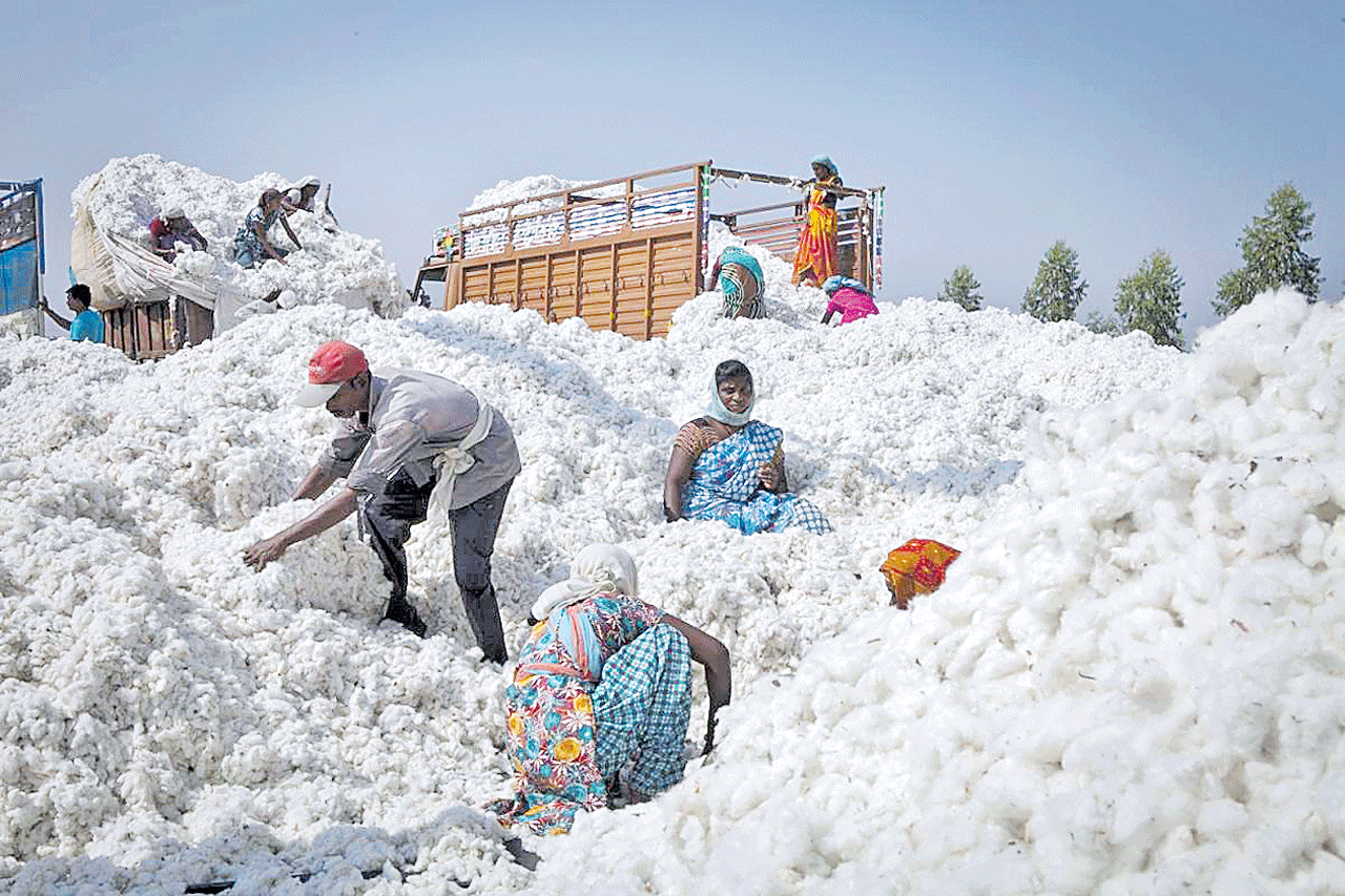 పత్తి ధర దోబూచులాట | The price of cotton is high