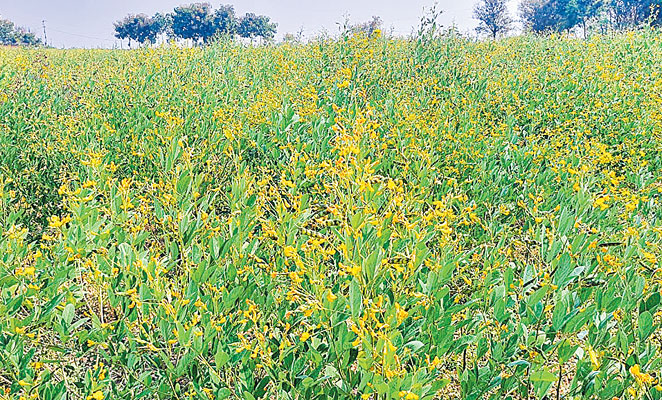 అంతర పంటగా కంది సాగుతో లాభాలు | Profits of cultivation of Kandi as an ...